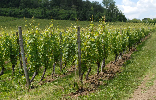 LES COTES DE MEUSE | Office de Tourisme Coeur de Lorraine